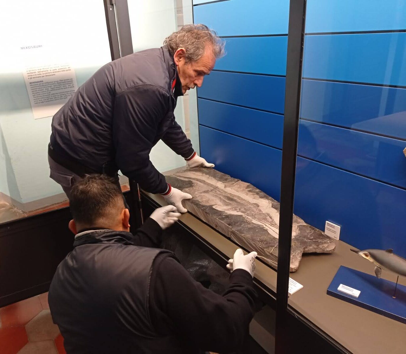 Contribuisci alla conservazione dei fossili restaurati - Il museo dei ... Contribuisci alla conservazione dei fossili restaurati - Il museo dei ...